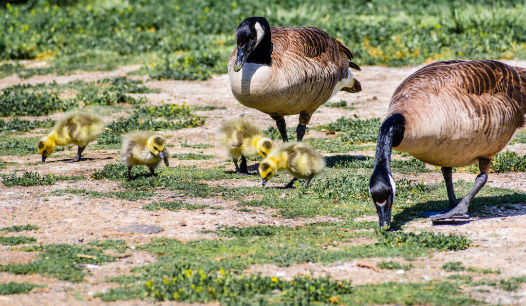 23 Types of Waterfowl - Farmhouse Guide