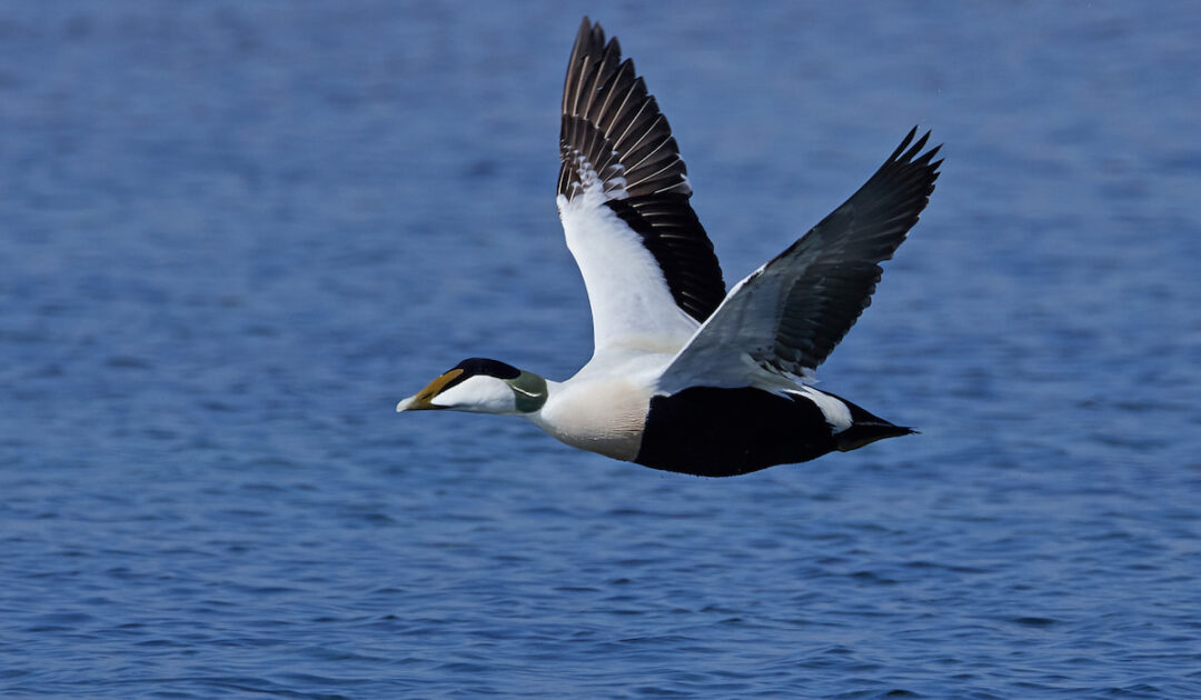 23 Types of Waterfowl - Farmhouse Guide