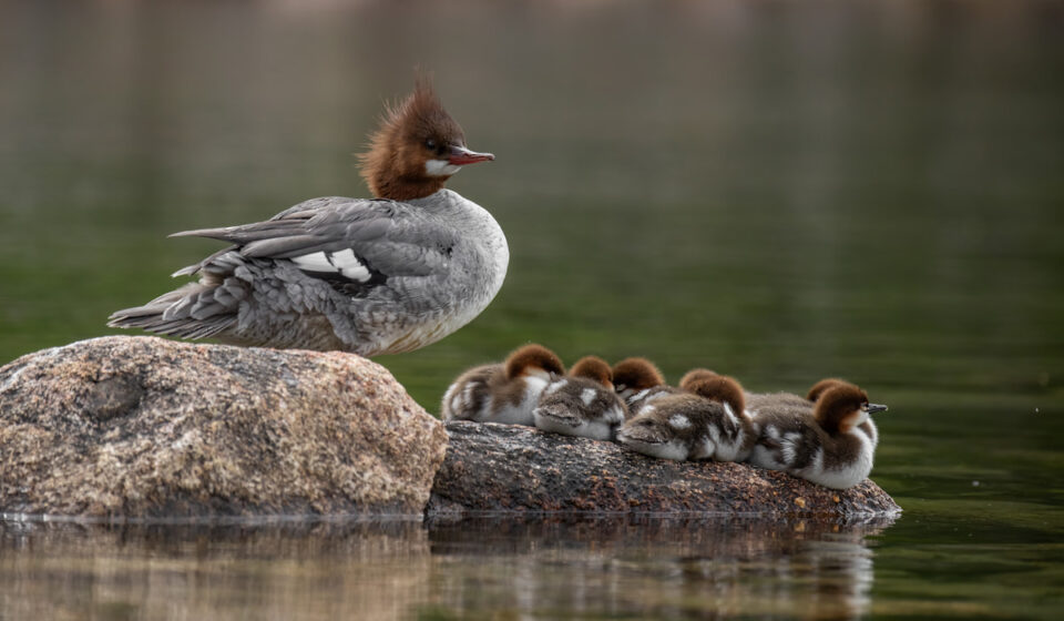 23 Types of Waterfowl - Farmhouse Guide