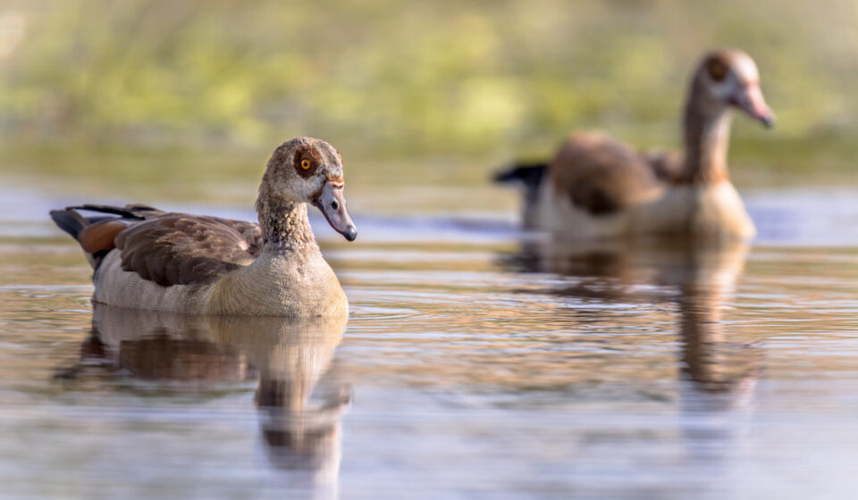 23 Types of Waterfowl - Farmhouse Guide