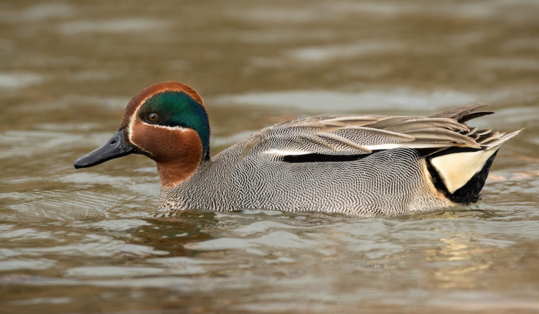 23 Types of Waterfowl - Farmhouse Guide