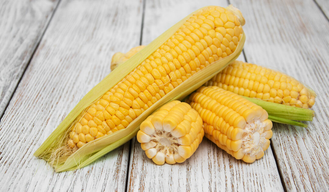 How to Tell if Corn on the Cob Is Bad? - Farmhouse Guide