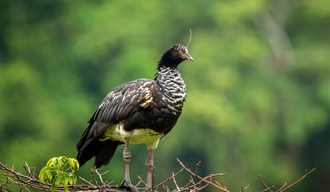 23 Types of Waterfowl - Farmhouse Guide