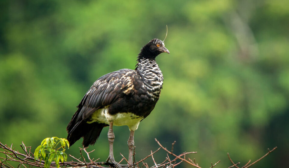 23 Types of Waterfowl - Farmhouse Guide