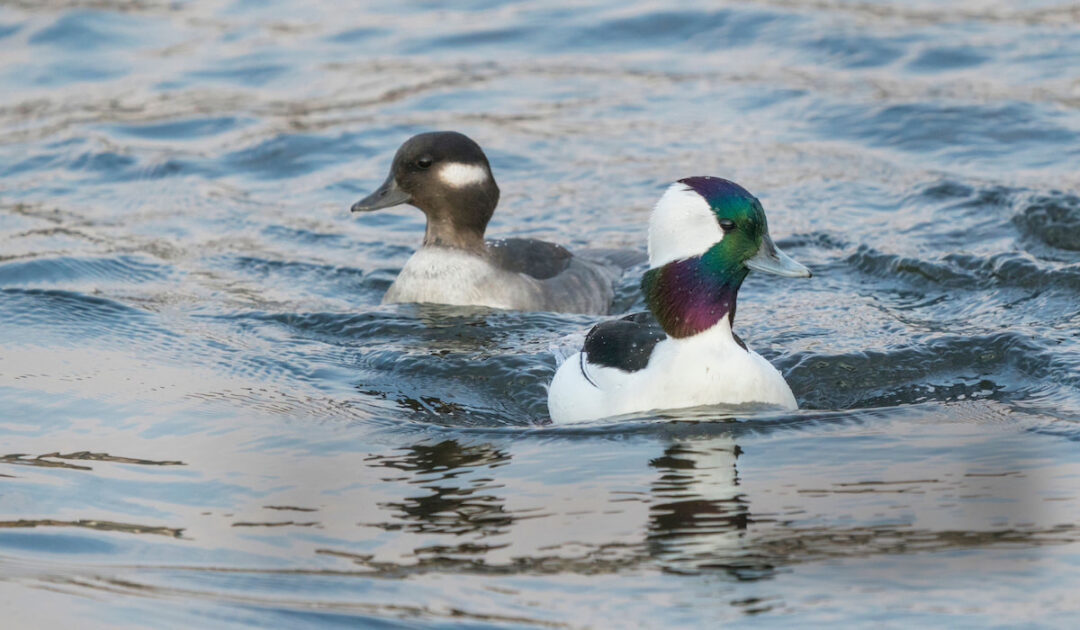 23 Types of Waterfowl - Farmhouse Guide