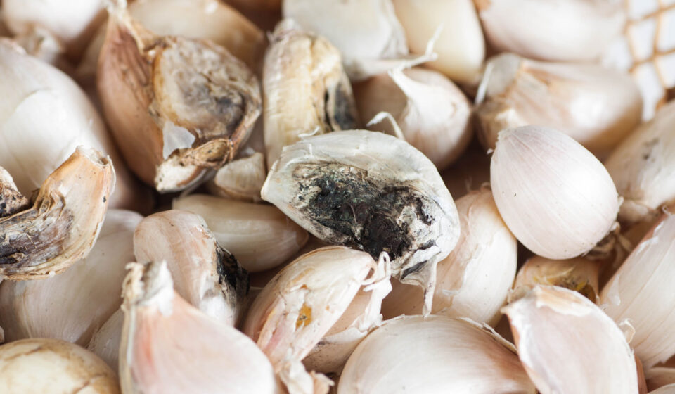 How to Tell if Garlic Is Bad - Farmhouse Guide