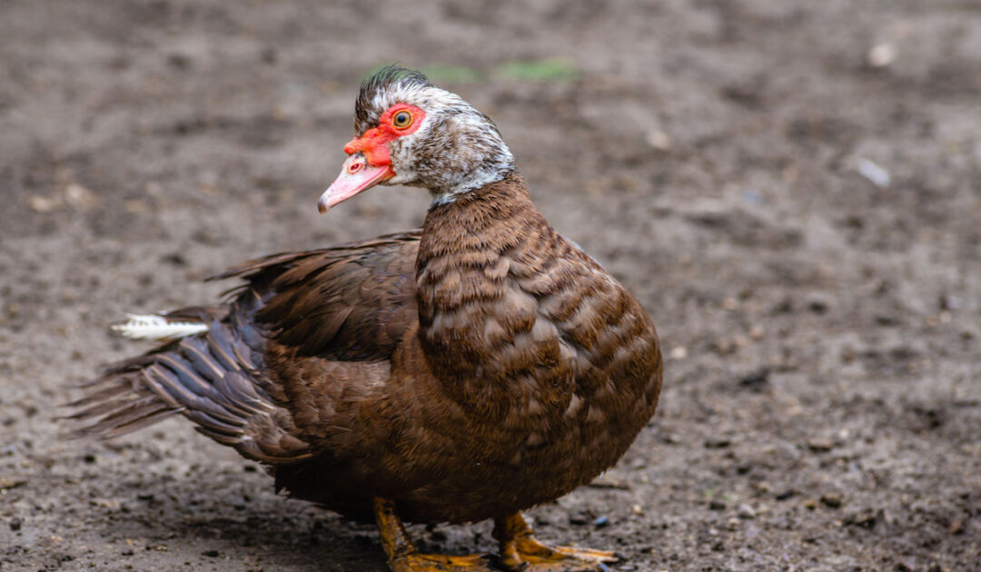 23 Types of Waterfowl - Farmhouse Guide