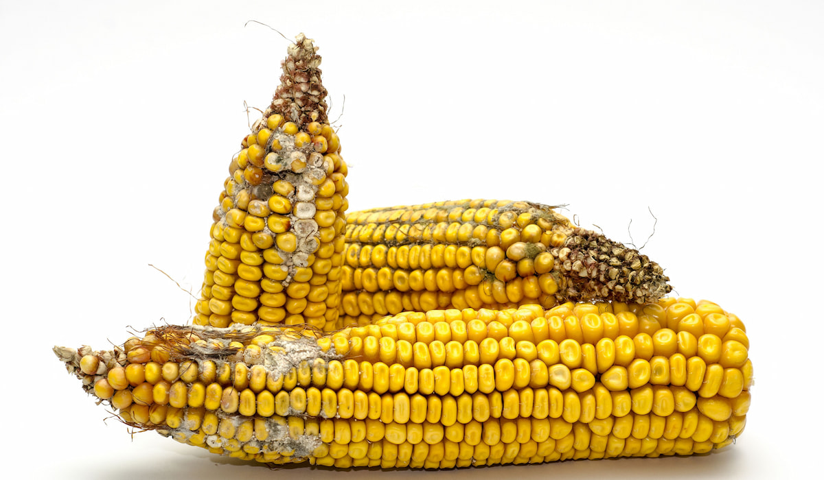 How to Tell if Corn on the Cob Is Bad? - Farmhouse Guide