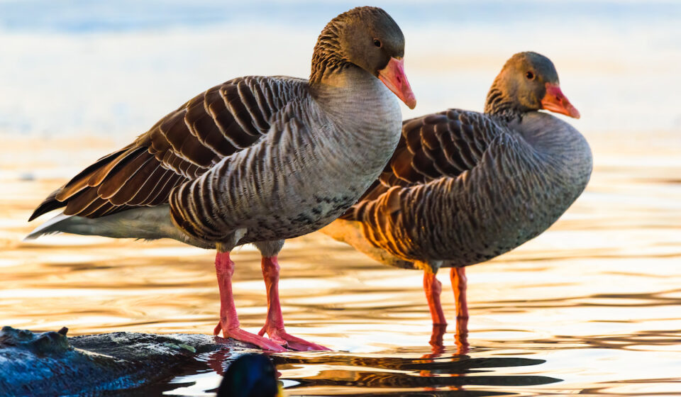 23 Types of Waterfowl - Farmhouse Guide