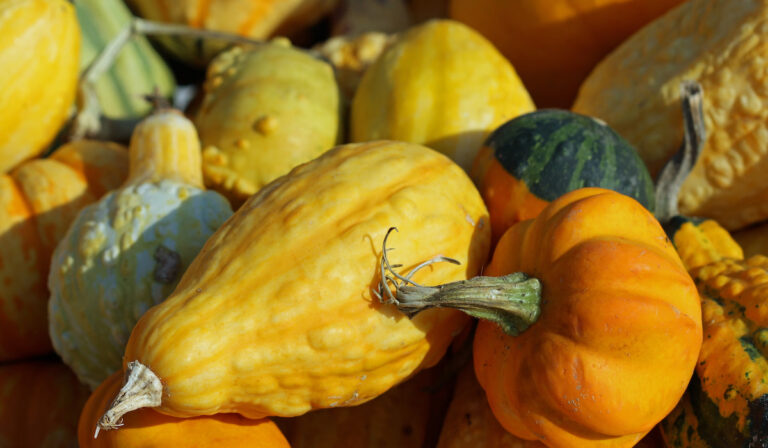 How to Tell if Squash Is Bad - Farmhouse Guide