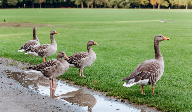 23 Types of Waterfowl - Farmhouse Guide