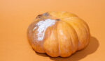 How to Tell if Squash Is Bad - Farmhouse Guide