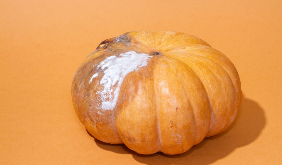 How to Tell if Squash Is Bad - Farmhouse Guide
