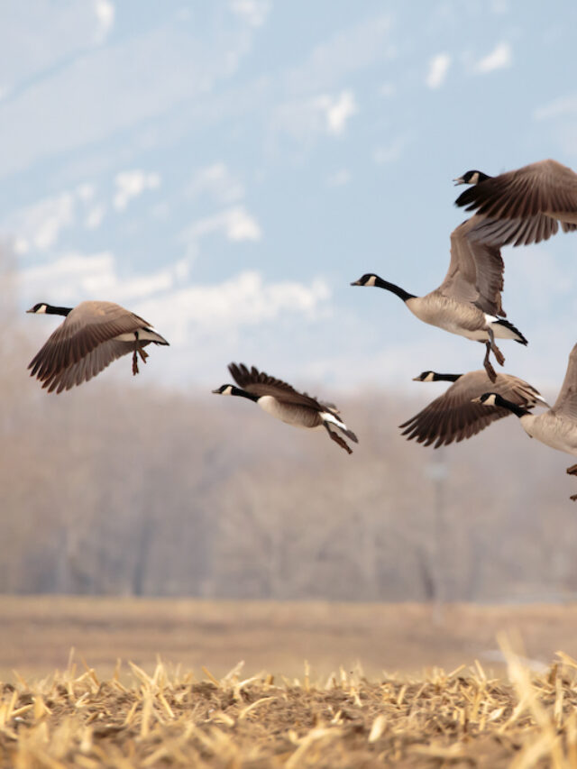 9 Signs Your Goose May Be Sick (and How to Help) - Farmhouse Guide