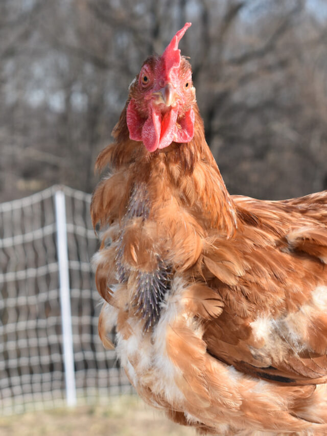 9 Signs Your Chicken May Be Molting - Farmhouse Guide