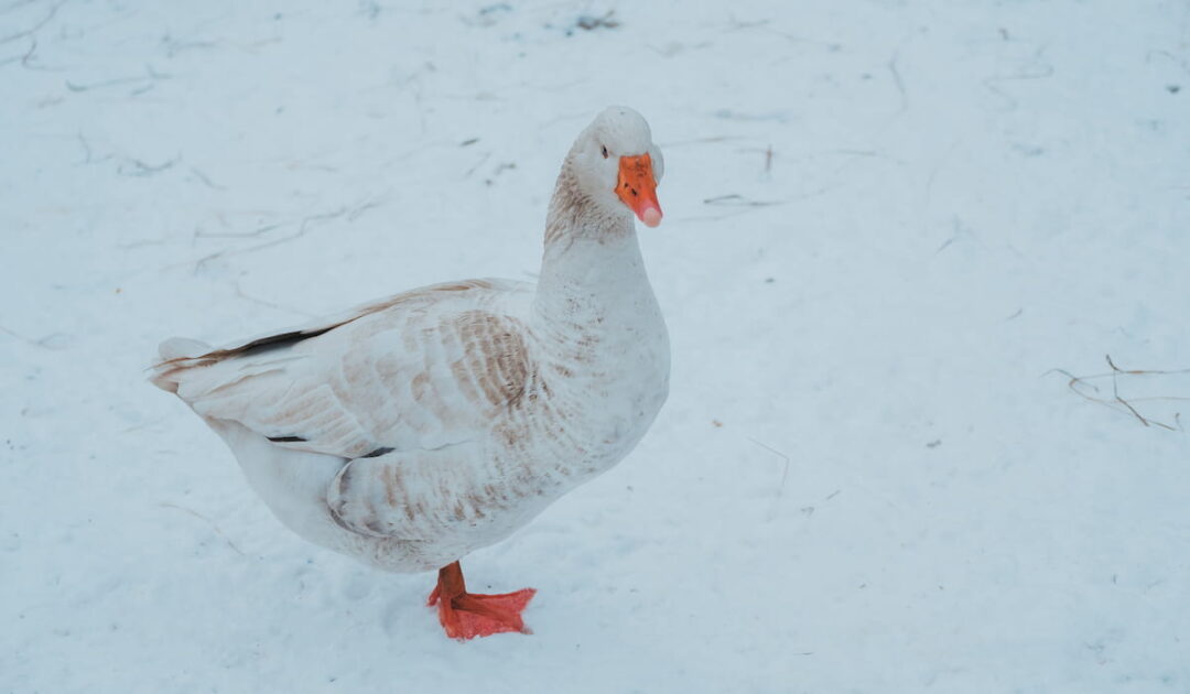 What Do Ducks Do in Winter? - Farmhouse Guide