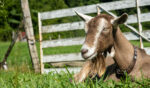 11 Dairy Goat Breeds - Farmhouse Guide