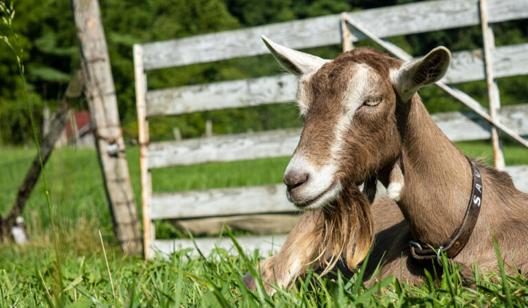 11 Dairy Goat Breeds - Farmhouse Guide