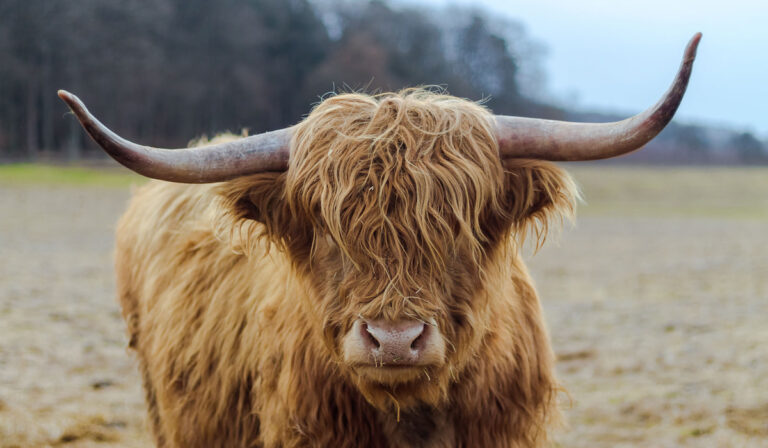 Highland Cows | The Fluffy Cow Breed - Farmhouse Guide