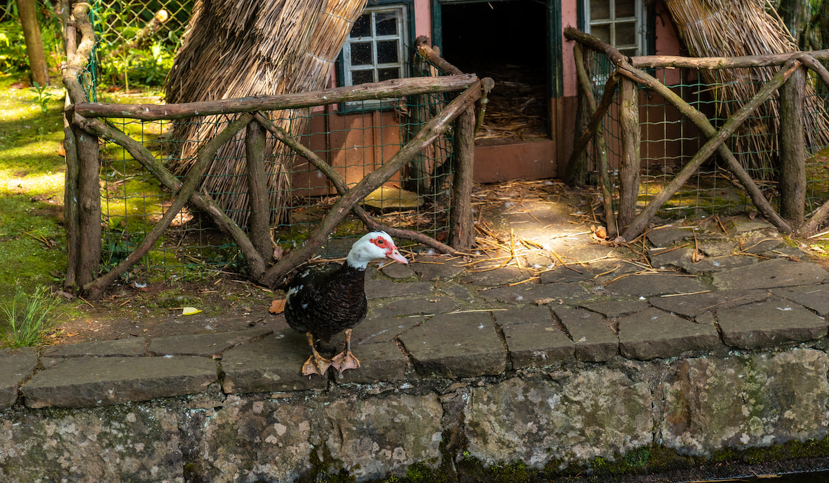 How to Keep Ducks Cool in Summer - 11 Tips - Farmhouse Guide