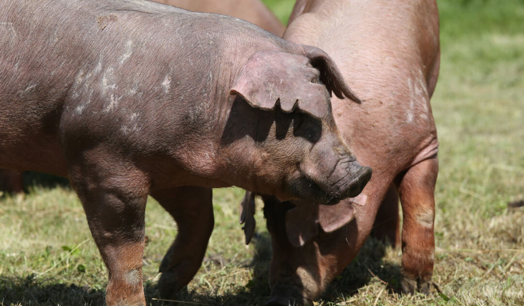 5 Best Types of Pigs for Meat - Farmhouse Guide