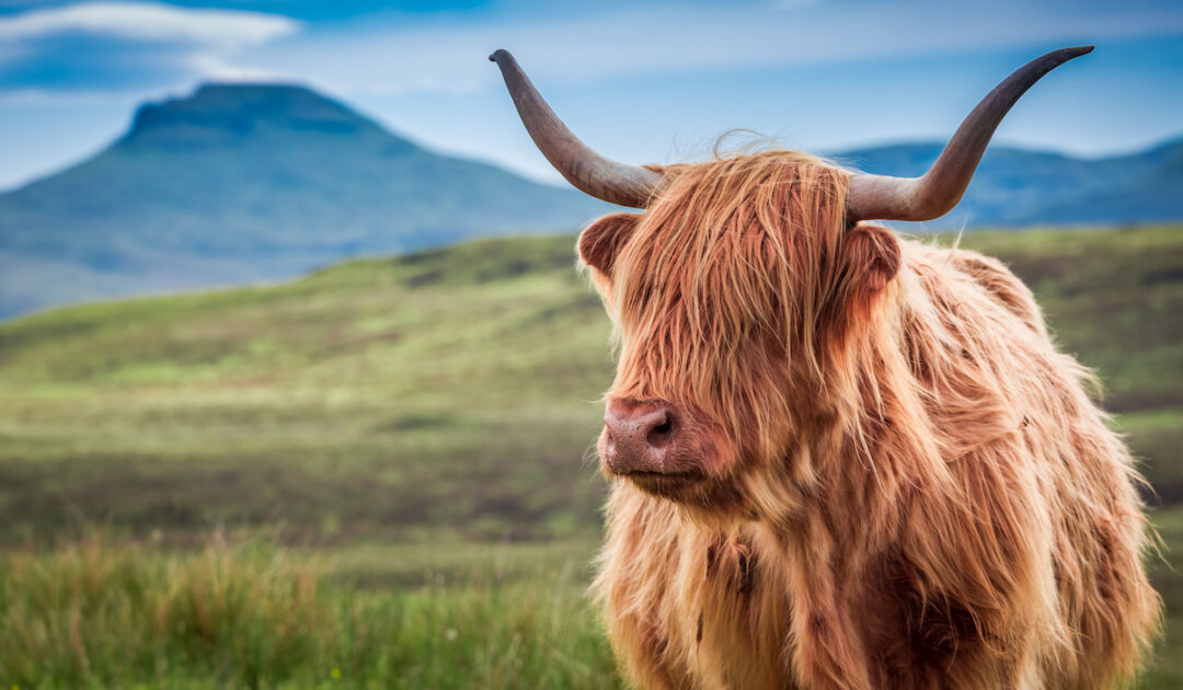 Highland Cows | The Fluffy Cow Breed - Farmhouse Guide