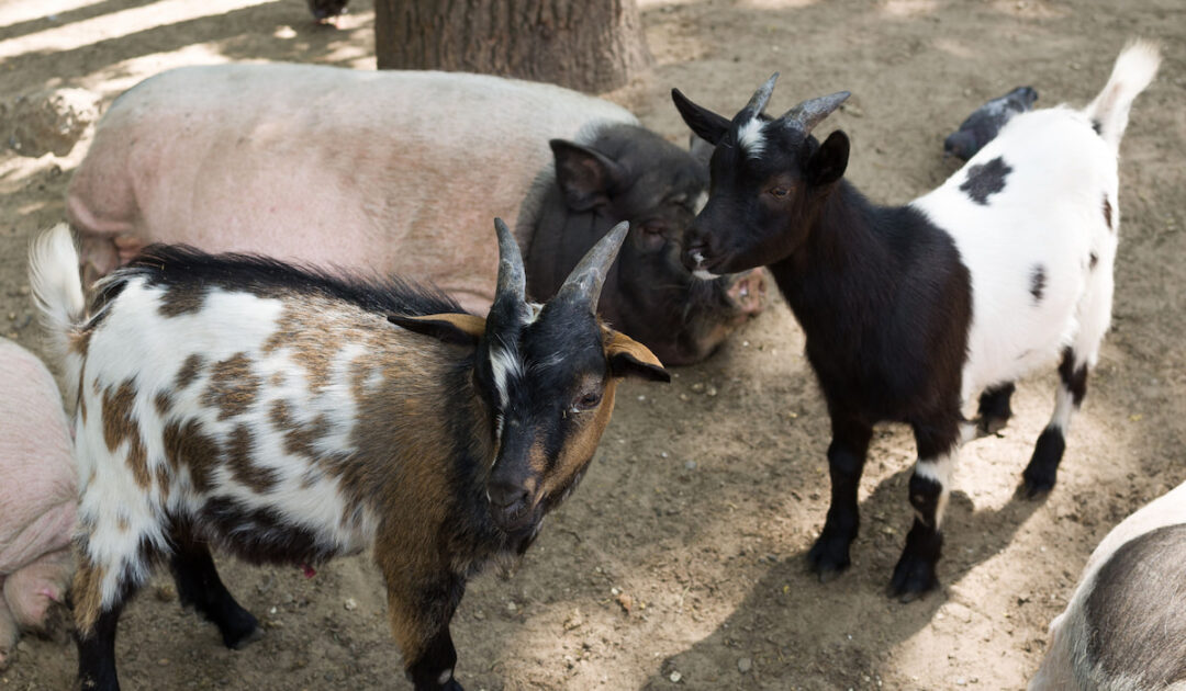 7 Tips for Keeping Pigs and Goats Together - Farmhouse Guide