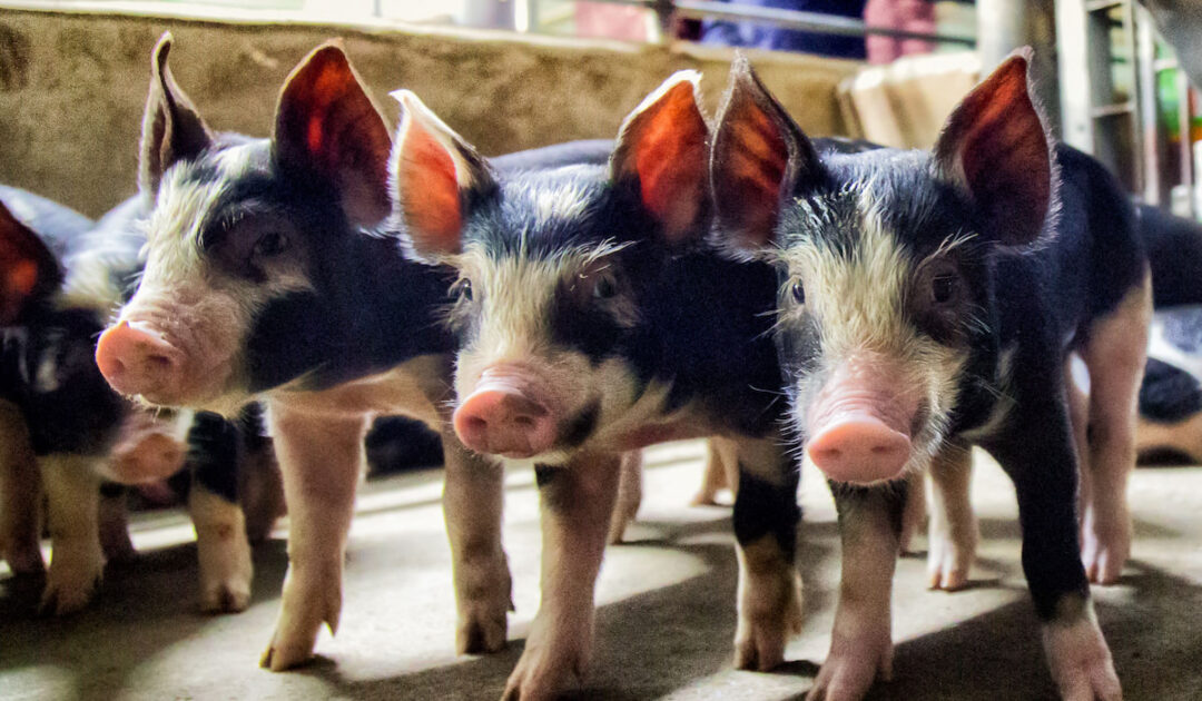 5 Best Types of Pigs for Meat - Farmhouse Guide