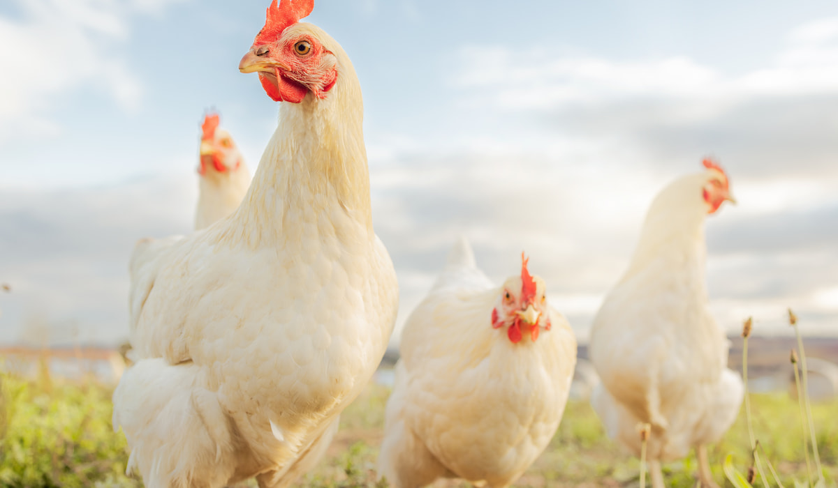 How to Keep Chickens Cool in Summer - 11 Tips - Farmhouse Guide
