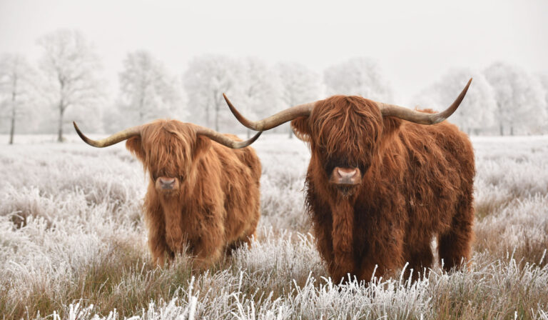 Highland Cows | The Fluffy Cow Breed - Farmhouse Guide