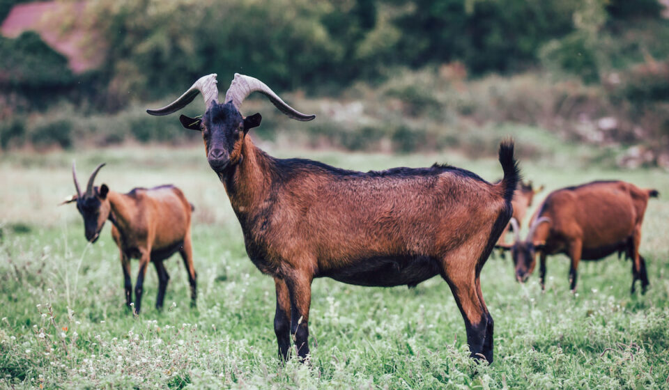 11 Dairy Goat Breeds - Farmhouse Guide