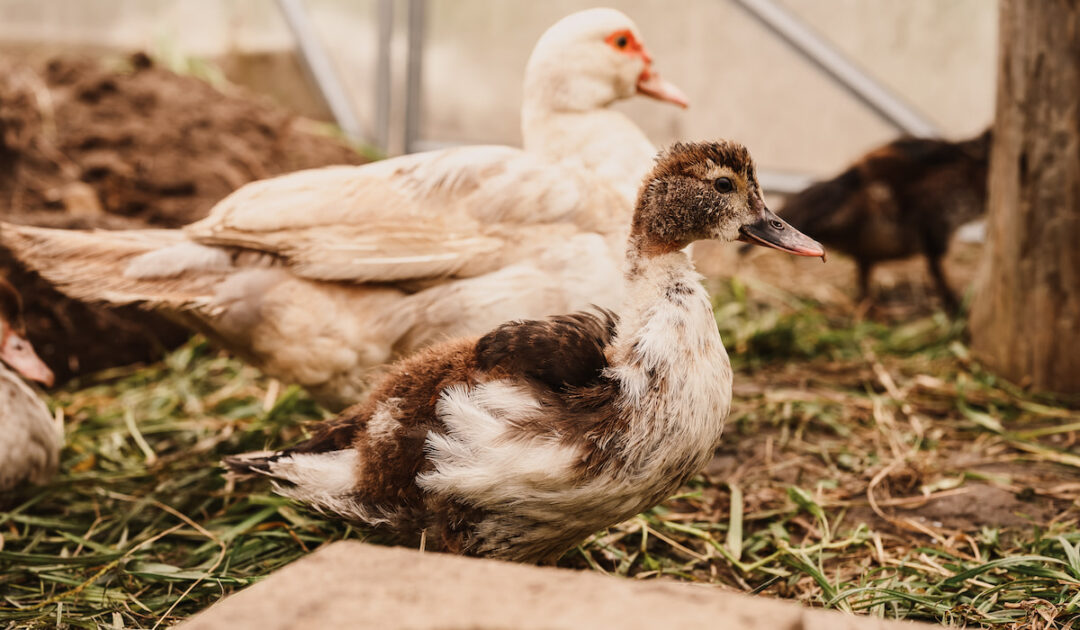 How to Keep Ducks Cool in Summer - 11 Tips - Farmhouse Guide