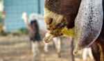 8 Common Sheep Hoof Problems - Farmhouse Guide
