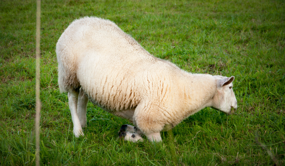 8 Common Sheep Hoof Problems - Farmhouse Guide