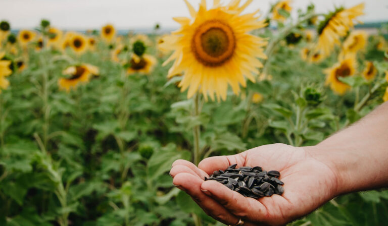 7 Types of Farm Crops - Farmhouse Guide