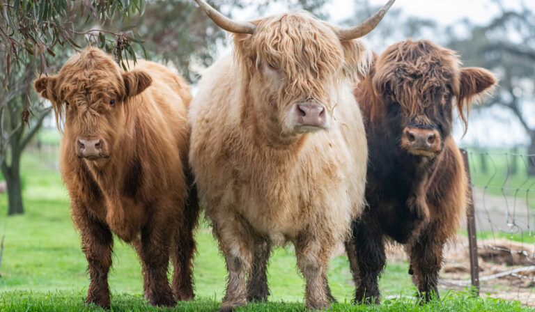Highland Cows | The Fluffy Cow Breed - Farmhouse Guide