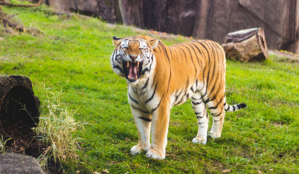 16 Predators That Eat Pigs - Farmhouse Guide