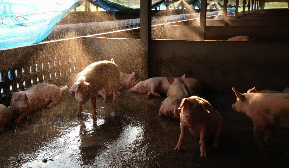 How to Keep Pigs Cool in Summer - 4 Tips - Farmhouse Guide
