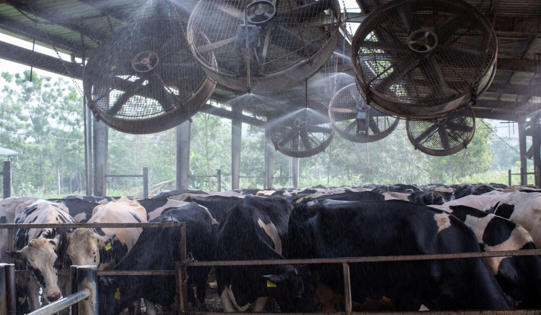 How to Keep Cows Cool in Summer - 9 Tips - Farmhouse Guide