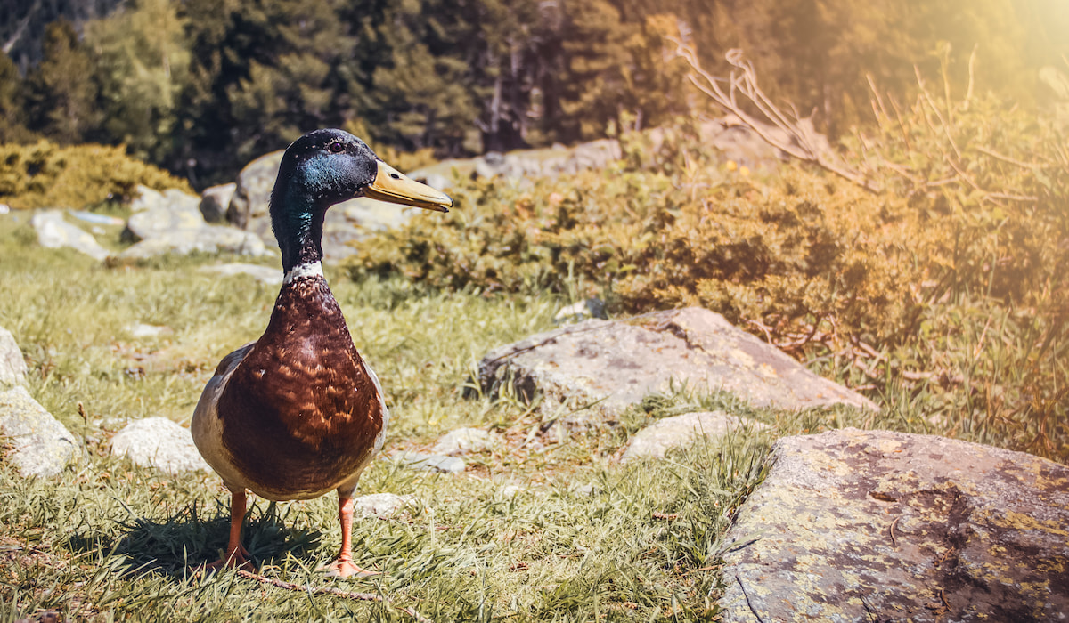 How to Keep Ducks Cool in Summer - 11 Tips - Farmhouse Guide