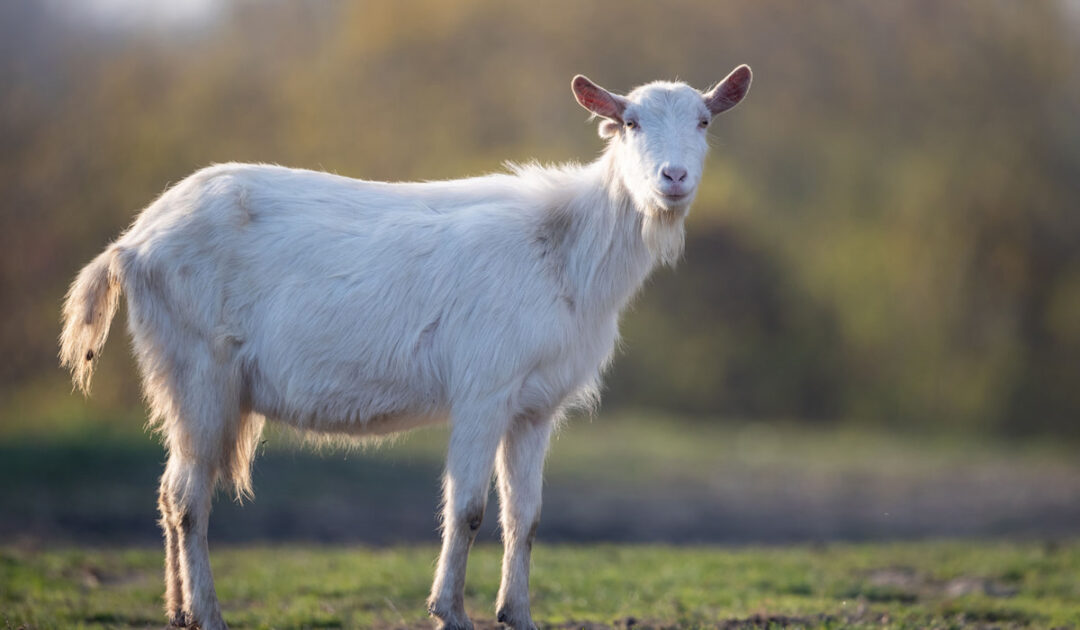 11 Dairy Goat Breeds - Farmhouse Guide