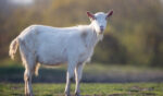 11 Dairy Goat Breeds - Farmhouse Guide