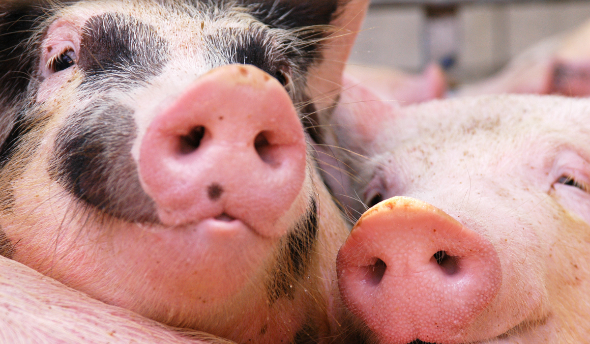 How to Keep Pigs Cool in Summer - 4 Tips - Farmhouse Guide