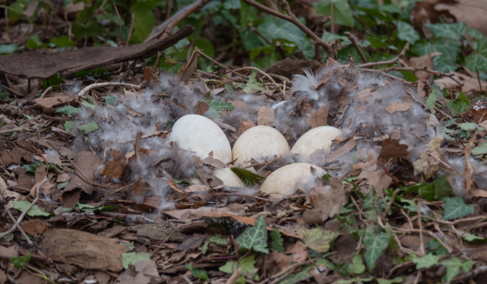 How Many Eggs Do Geese Lay? - Farmhouse Guide