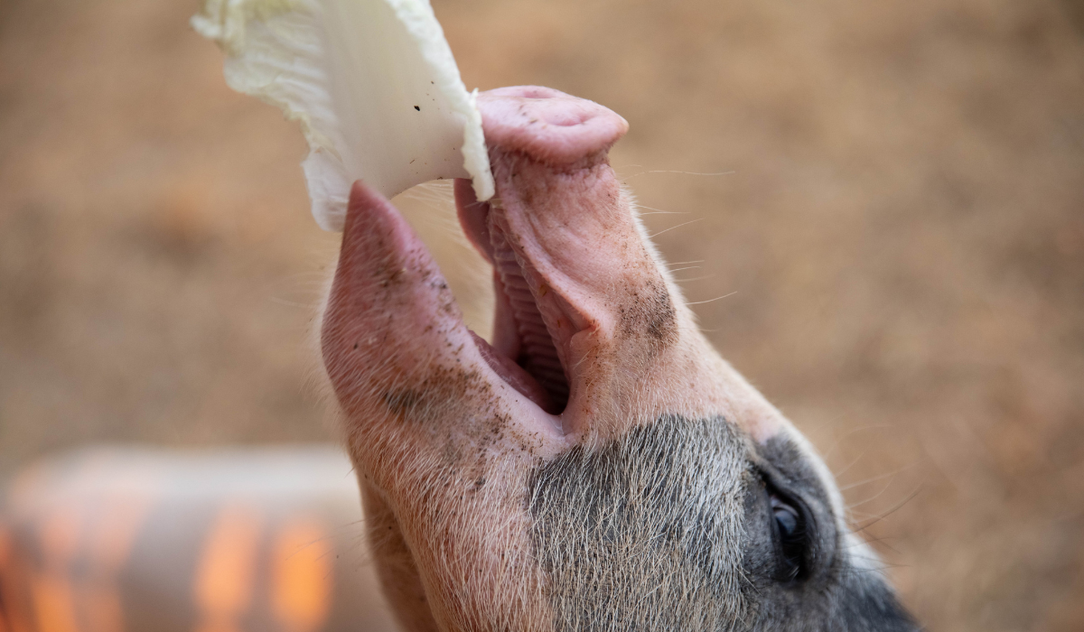 Can Pigs Eat Cabbage? - Farmhouse Guide
