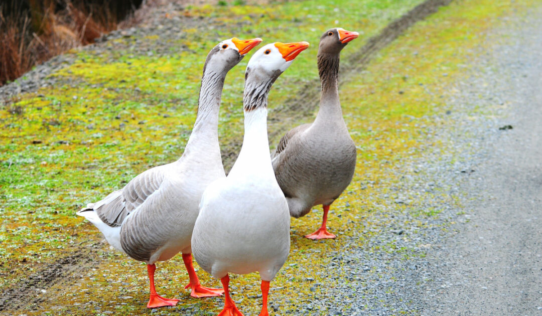 Toulouse Goose Breed Profile - Farmhouse Guide