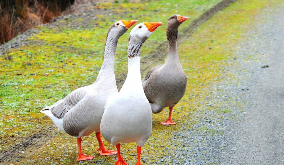 Toulouse Goose Breed Profile - Farmhouse Guide