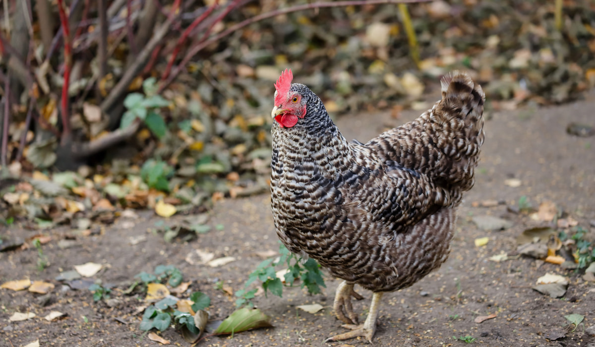 Plymouth Rock Chicken Breed Profile - Farmhouse Guide