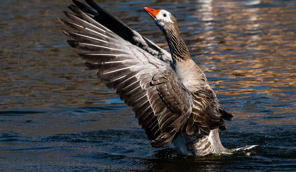 Toulouse Goose Breed Profile - Farmhouse Guide