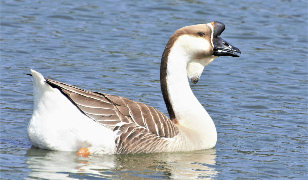 Chinese Goose Breed Profile - Farmhouse Guide